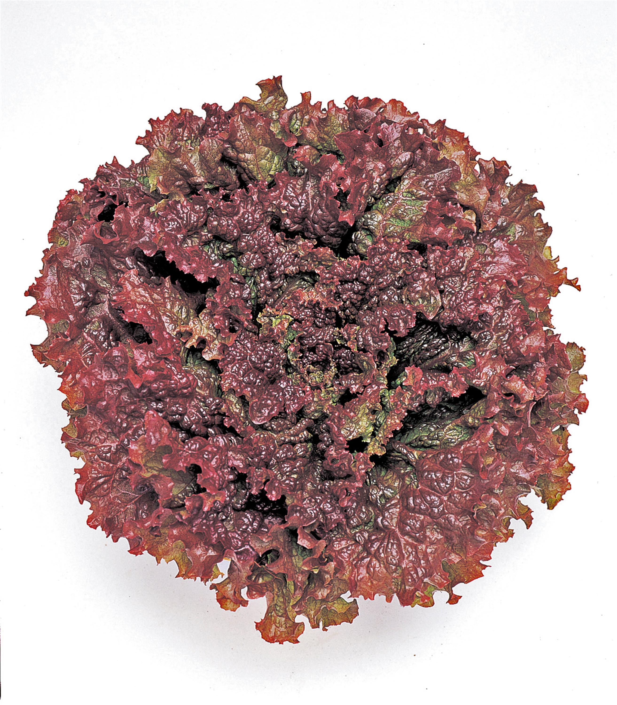 All Products | Sweet Valley by Jolly Farmer