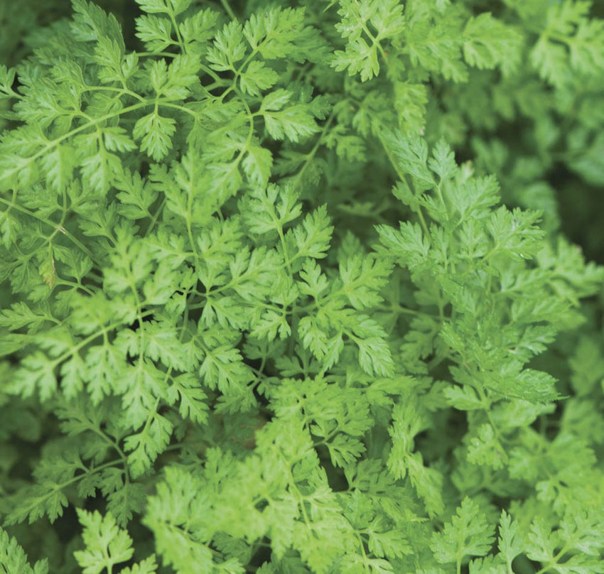 Chervil Vertissimo | Sweet Valley by Jolly Farmer