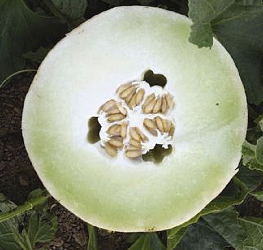 Muskmelon Earli Dew | Sweet Valley by Jolly Farmer