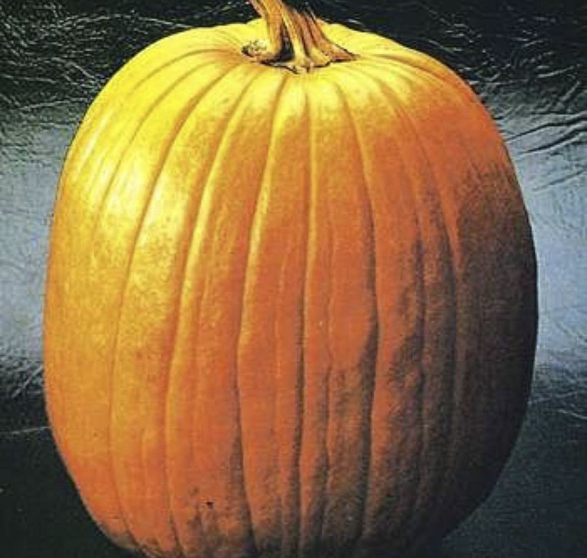 Pumpkin Howden | Sweet Valley by Jolly Farmer